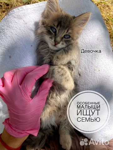 Особенные котята ищут семью