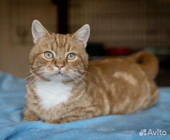 Шикарный кот ищет дом