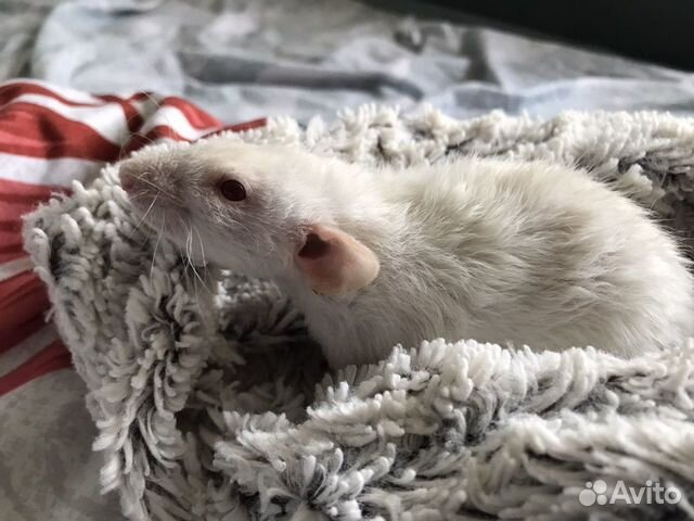 Крысенок дамбо мальчик