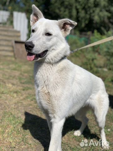 Швейцарская овчарка