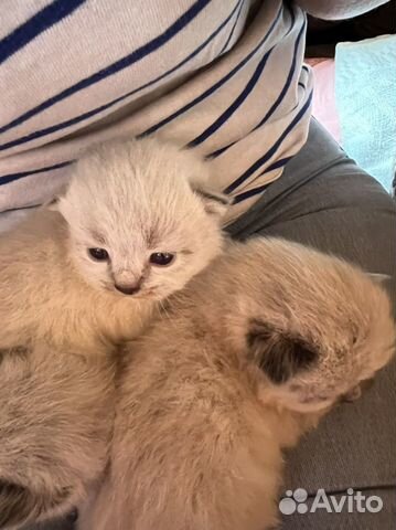 Гималайские котята