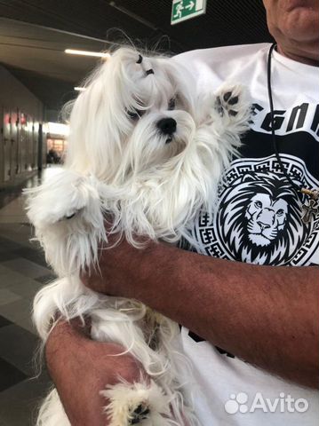 Болонки.Вязка мальтезе