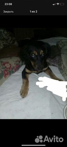 Собака