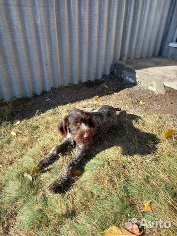 Щенок дратхаара