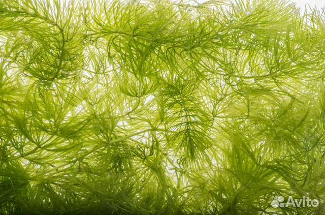 Растения для аквариума (Роголистник)