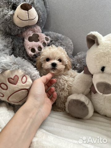 Мальтипу ф1 супермини premium baby face