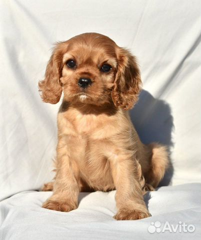 Кавалер кинг чарльз спаниель