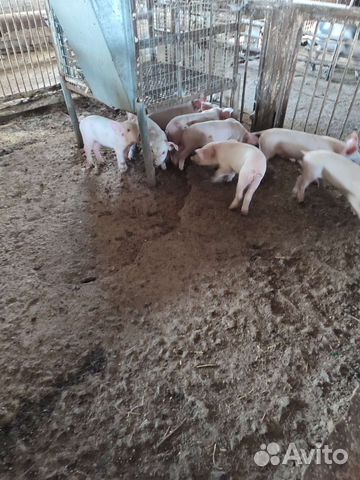 Поросенок ландрас