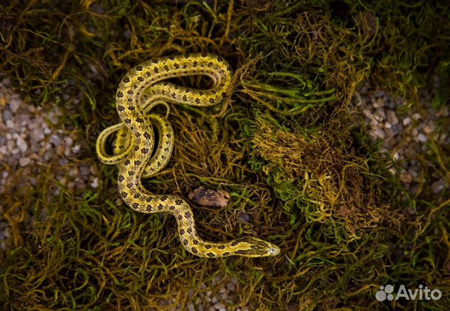 Узорчатый полоз