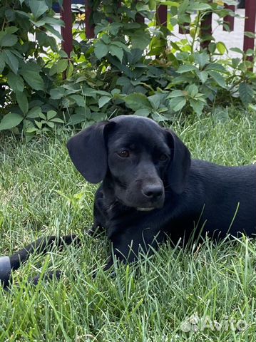 Щенки бесплатно