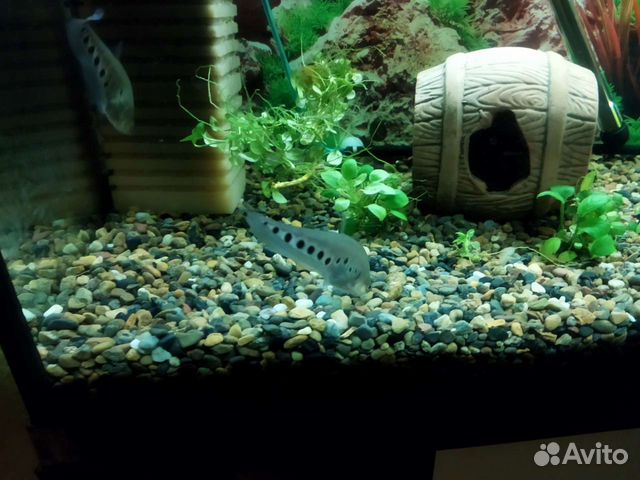 Индийский нож