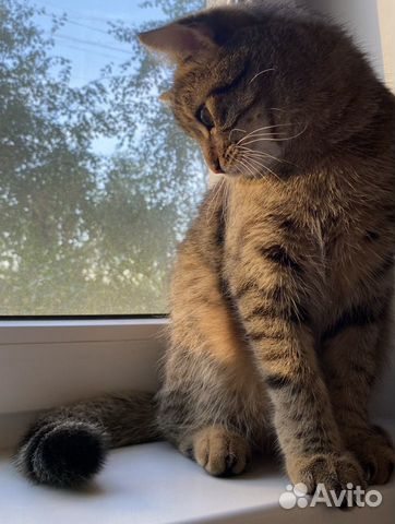 Отдам кота в добрые руки