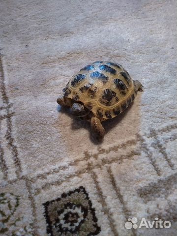Продам маленькую сухопутную черепашку