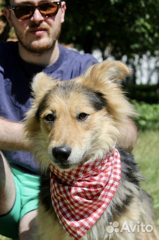 Спасите молоденького Франца из приюта