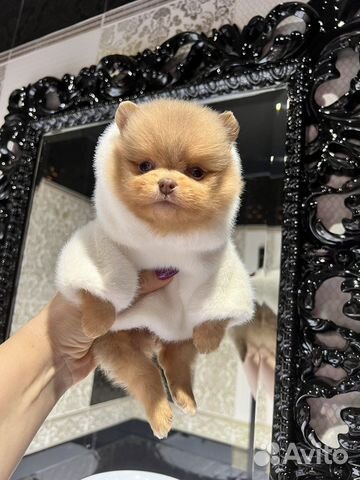 Лилово/подпалая красотка померанский шпиц