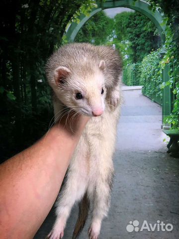 Хорек