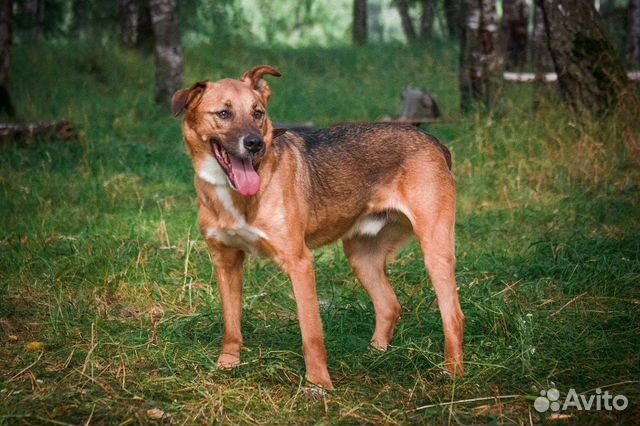 Обаяшка Лев с приюта в поисках дома