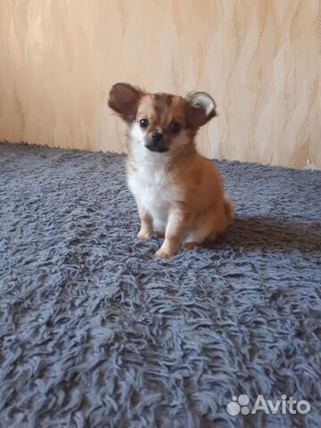 Девочка чихуашечка