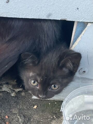 Котята черные в хорошие руки