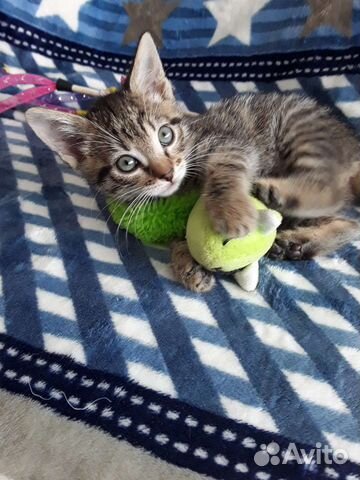 Крошка котенок