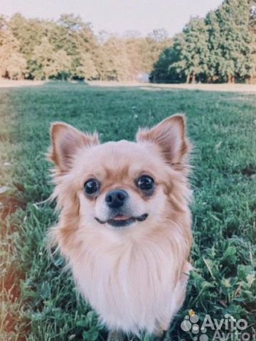 Чихуахуа мини вязка