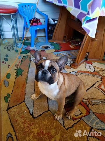 Французский бульдог (девочка)