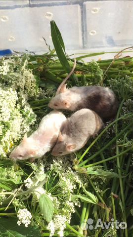 Декоративные мышки