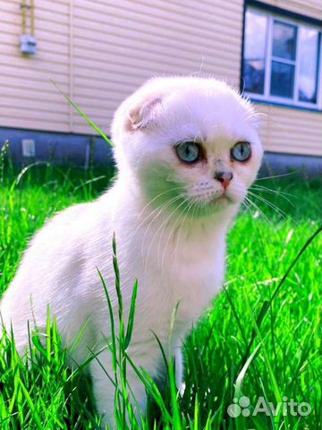 Шотландские вислоухие котята