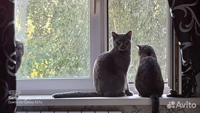 Предлагаю в подарок котов очень умных и добрых
