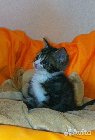 Цезарь ищет дом