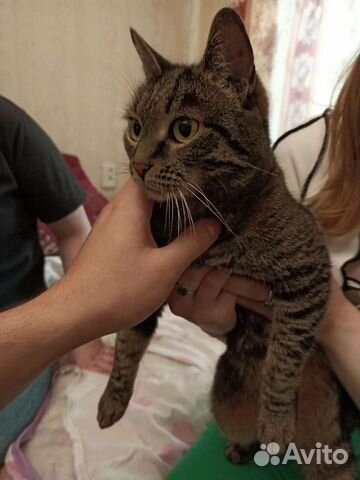 Кошка в добрые руки
