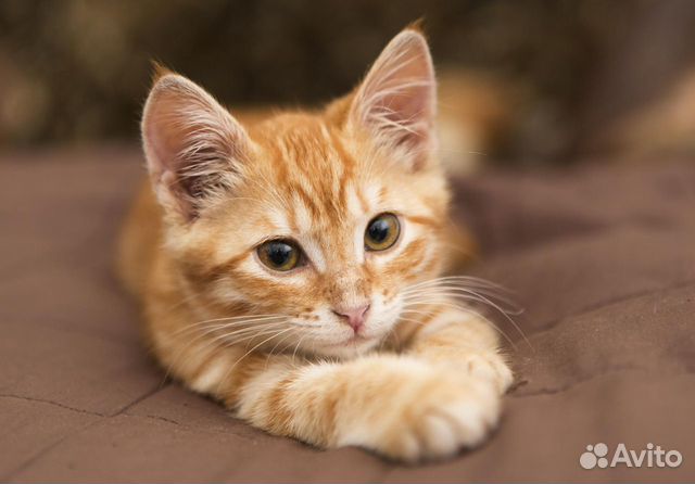 Котёнок Апельсинчик