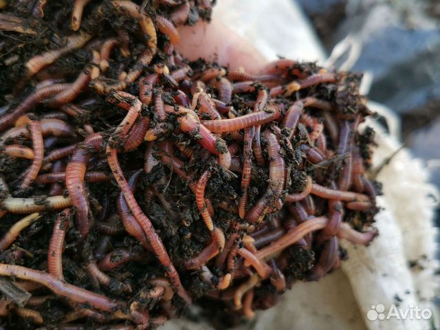 Калифорнийские черви