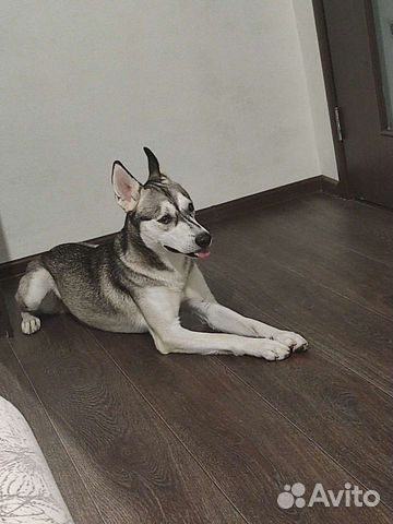 Сибирский хаски бесплатно