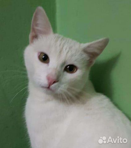 Турецкая ангора кот Ангела 10мес кастрирован