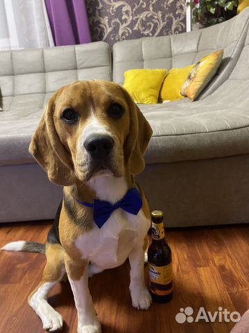 Бигль случка