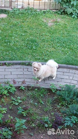 Шпиц померанский стандартная девочка подросток