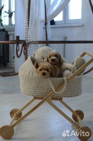 Мальтипу Ф1 mini