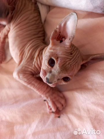 Донской сфинкс котята