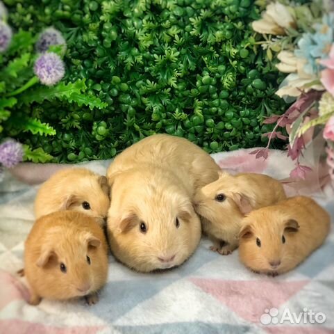 Морские свинки английский селф