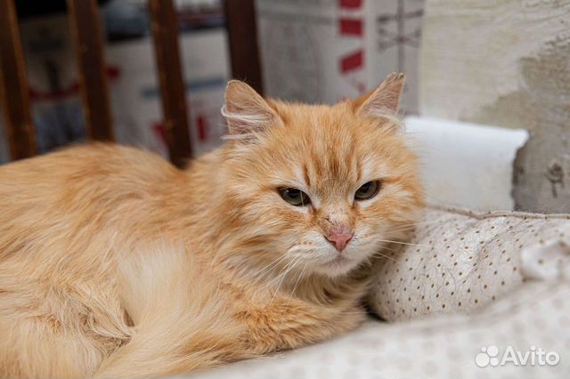 Санни ищет свою семью