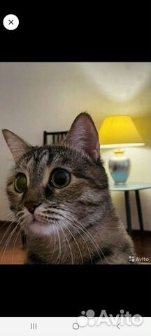 Кошка, Европейская, 2 года, 1тыс. руб