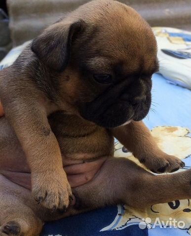 Булочки французские