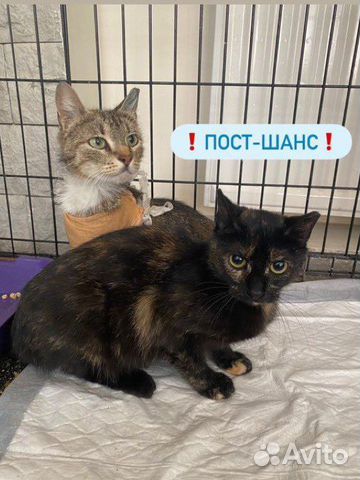 Последний шанс кошечек