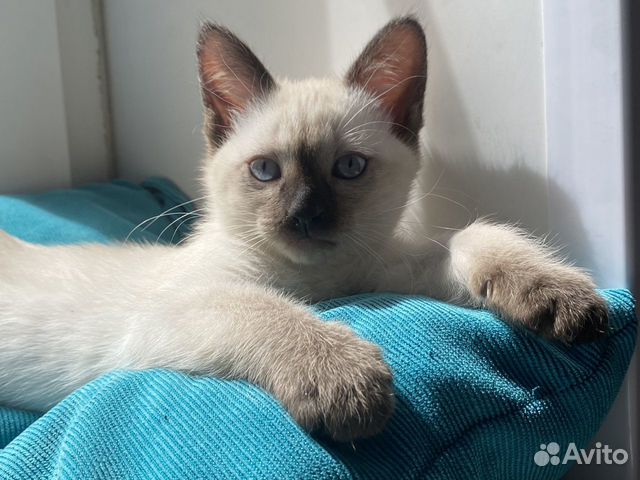 Тайские котята спб