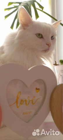 Турецкая ангора, кошка-мышеловка