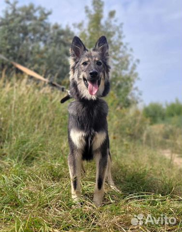 Очаровательный щенок Марсель в добрые руки