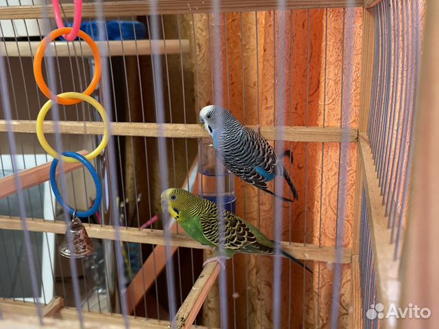 Отдам в добрые руки