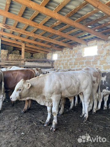 Бычки Шароле Симментал