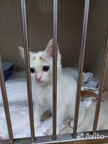 Котенок Пашка